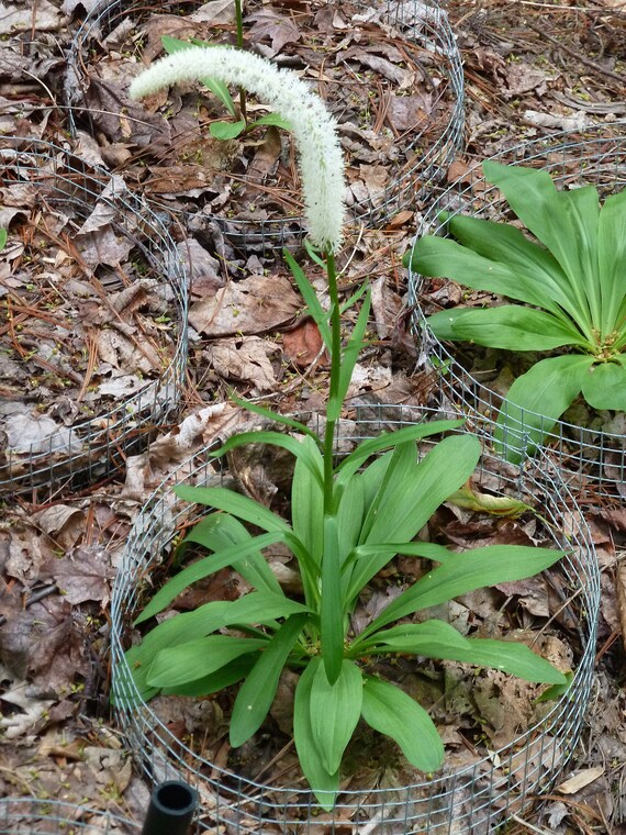 Unicorn False organic medical seed 5 Home & Living Outdoor & Gardening ...