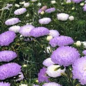 Aster Tower Custom Mix Sees 50 - Etsy