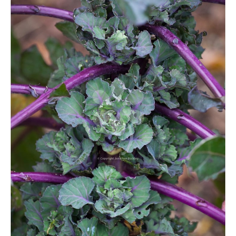 Kalettes Autumn Star Seeds 25 - Etsy