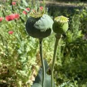 Poppy the Giant Rattle Poppy Heirloom Seeds 50 - Etsy
