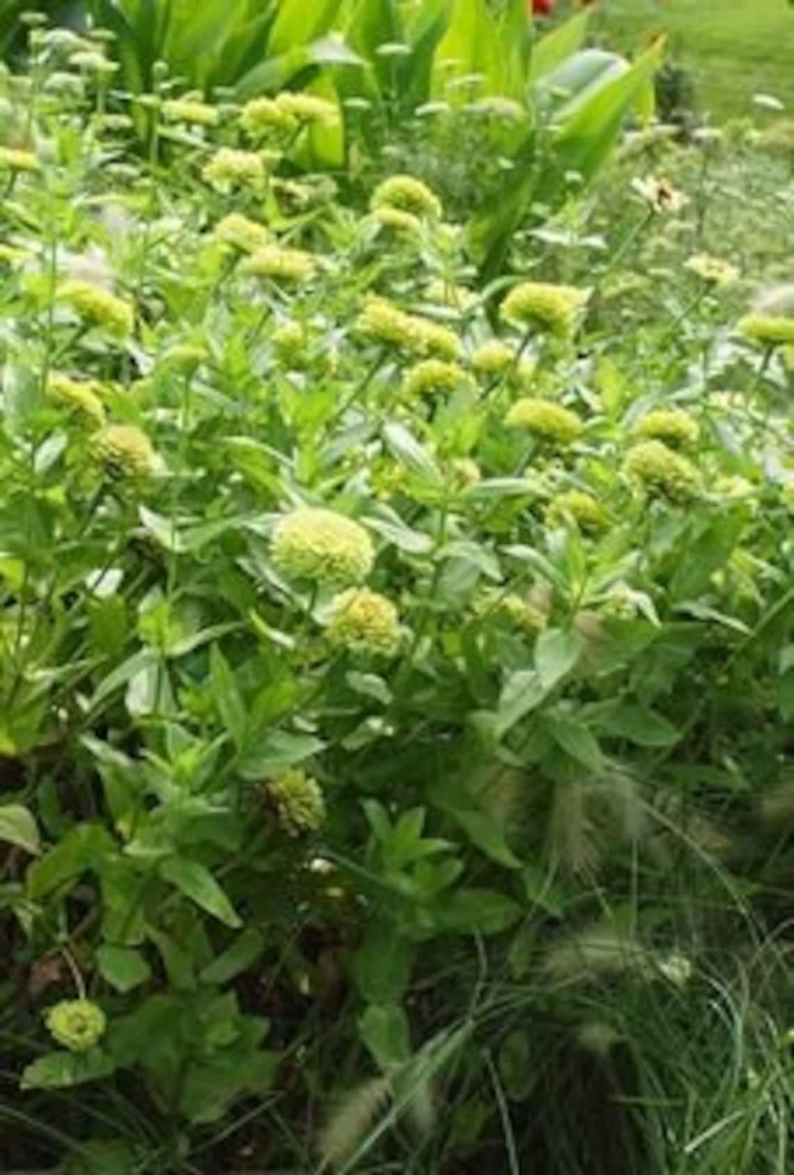 Zinnia Benarys Giant Lime Seed 50 | Etsy