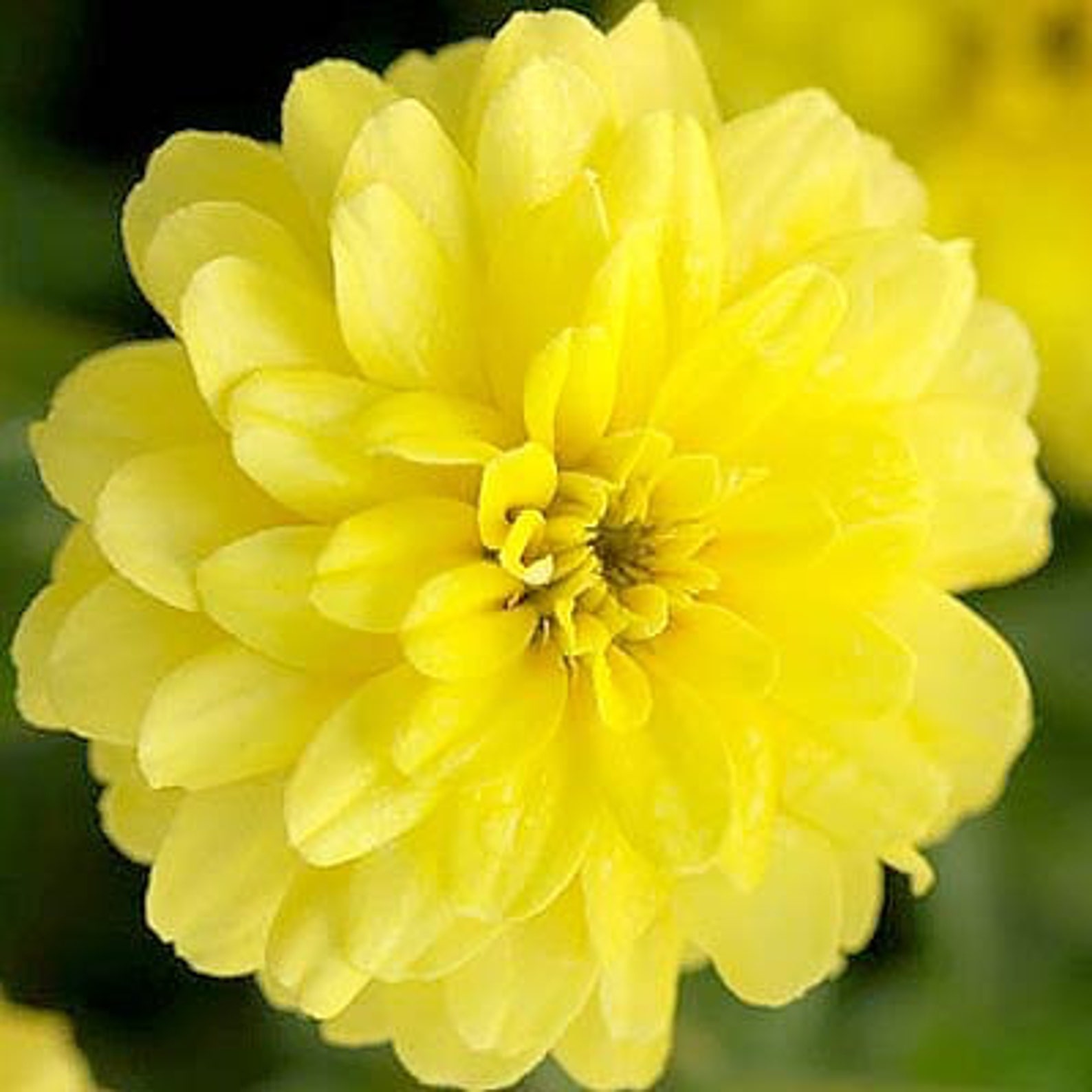Zinnia Zaharia Double Yellow flower seeds 25 | Etsy