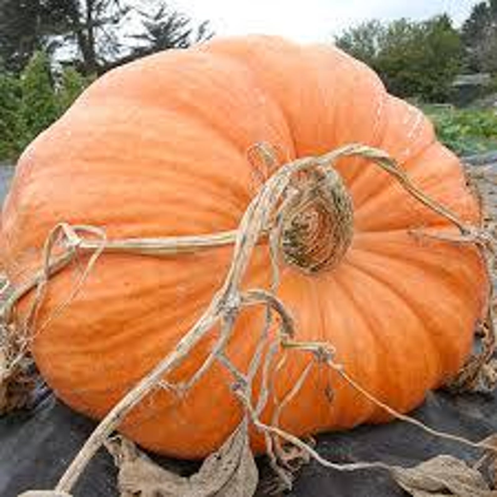 Pumpkin Dill’s Atlantic Giant Pumpkin Seeds 5 - Etsy