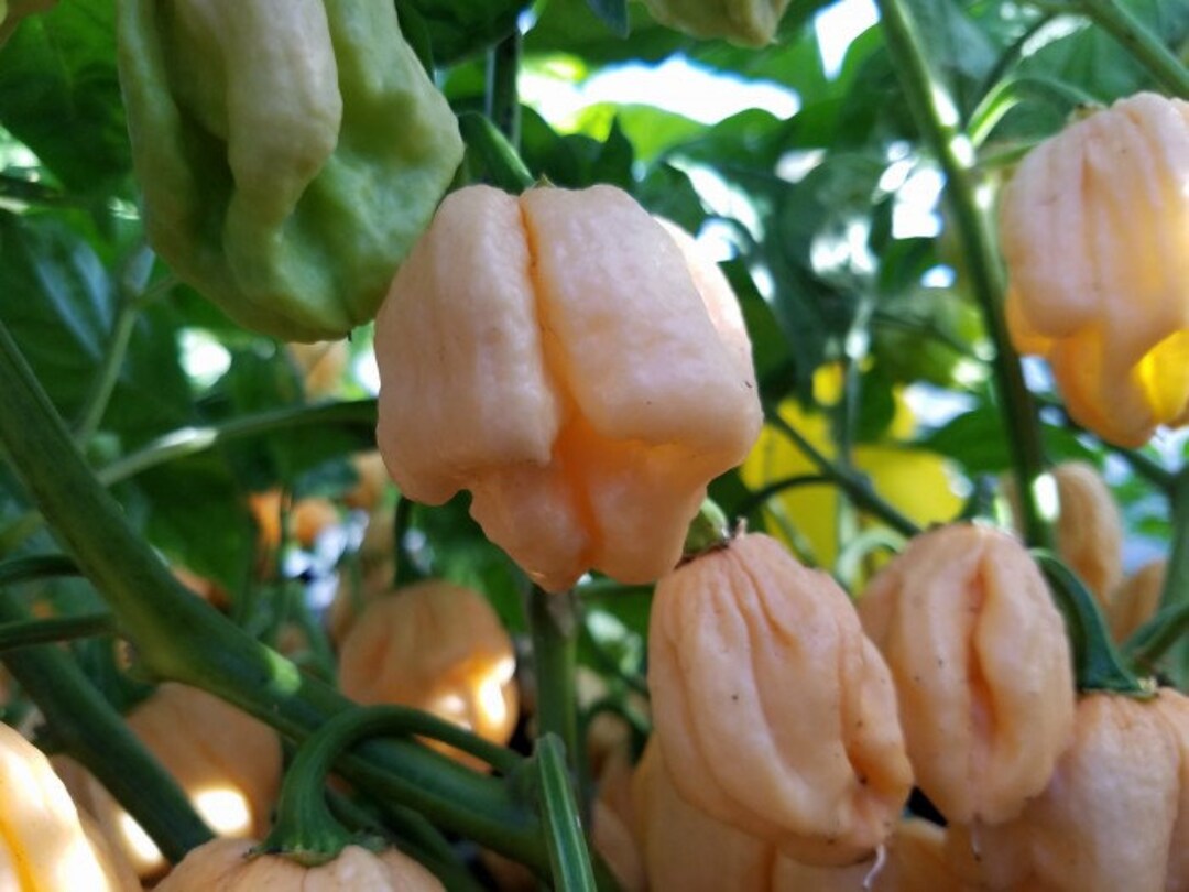 Pepper Pink 7 Pot Pepper Seeds 10 - Etsy