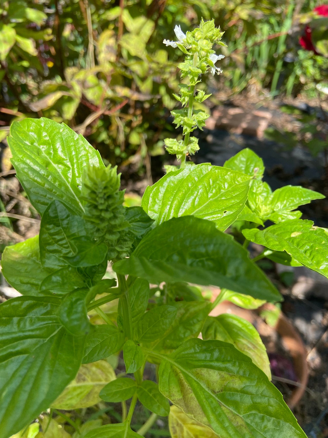 Basil Bolloso Napoletano Herb Heirloom Seeds 50 - Etsy