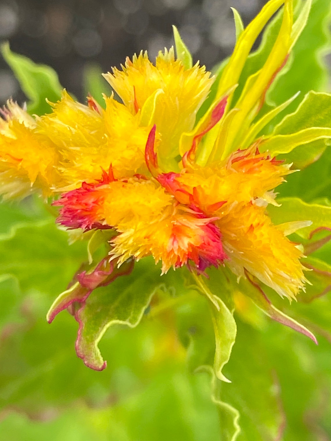 Celosia Cockscomb Variegated Heirloom Seeds 50 - Etsy