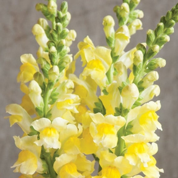 Snapdragon Potomac Yellow 50 | Etsy