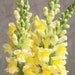 Snapdragon Potomac Yellow 50 - Etsy