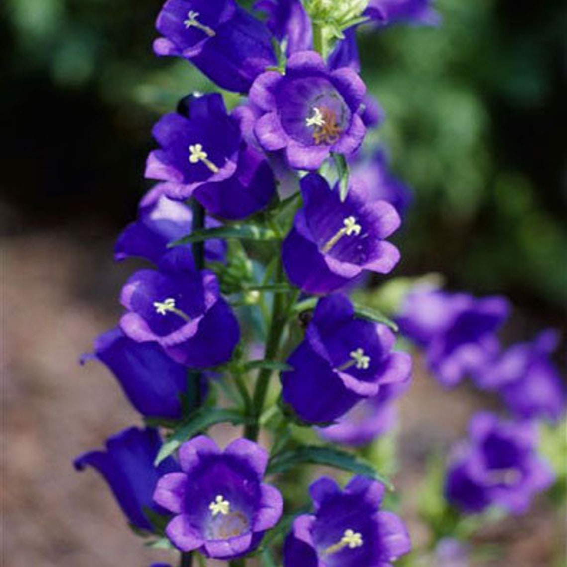 Campanula Champion Blue Seed 25 - Etsy
