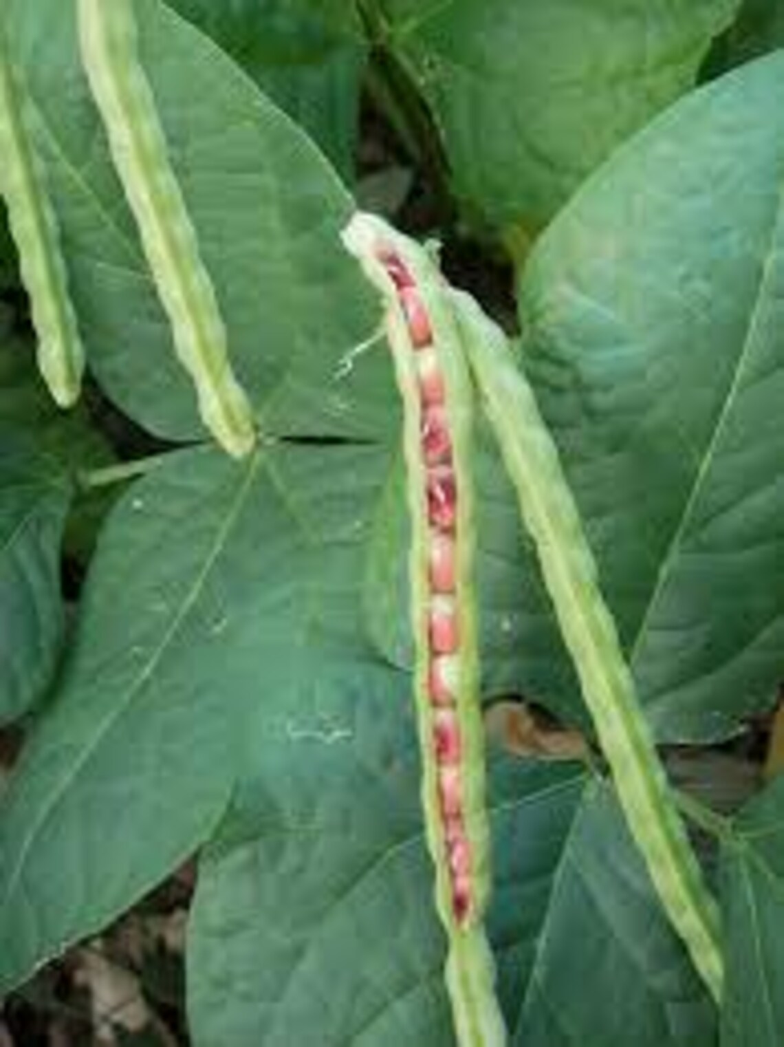 Crowder Pea Seeds 100 - Etsy