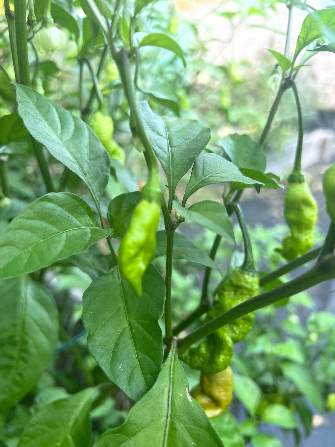 Pepper Death Spiral Seed 10 - Etsy