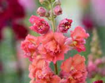 Madame Butterfly Bronze F1 Snapdragon Seeds, 50 Flower Seeds // Open ...