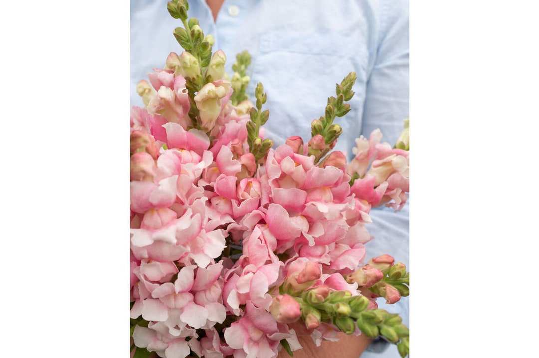 Snapdragon Bridal Pink Seeds 25 - Etsy