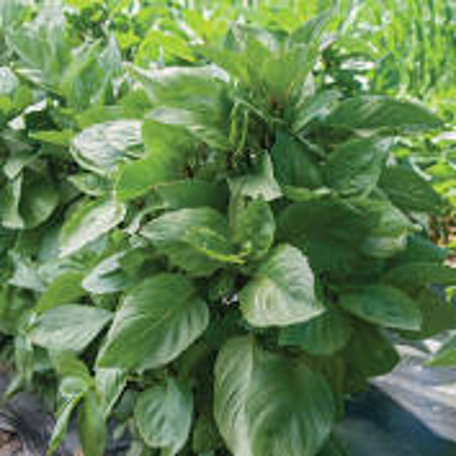 Basil Cardinal Heirloom Seeds 30 - Etsy