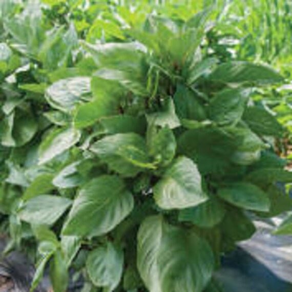 Basil Cardinal Heirloom Seeds 30 - Etsy