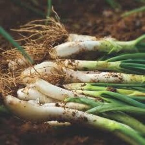 Onion Tokyo Long White Heirloom Seed 100 - Etsy