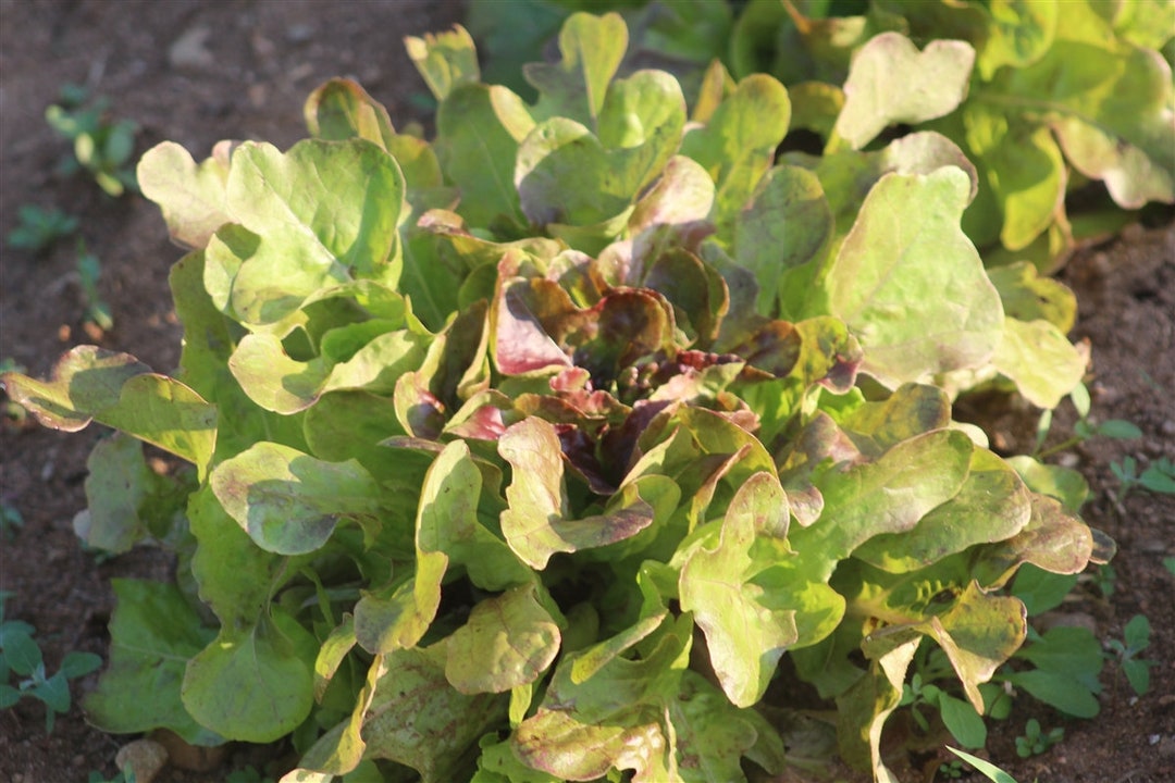 Lettuce Blushed Butter Oak Certified Organic Seed 100 - Etsy