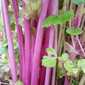 Celery Chinese Pink Celery Seeds 65 - Etsy