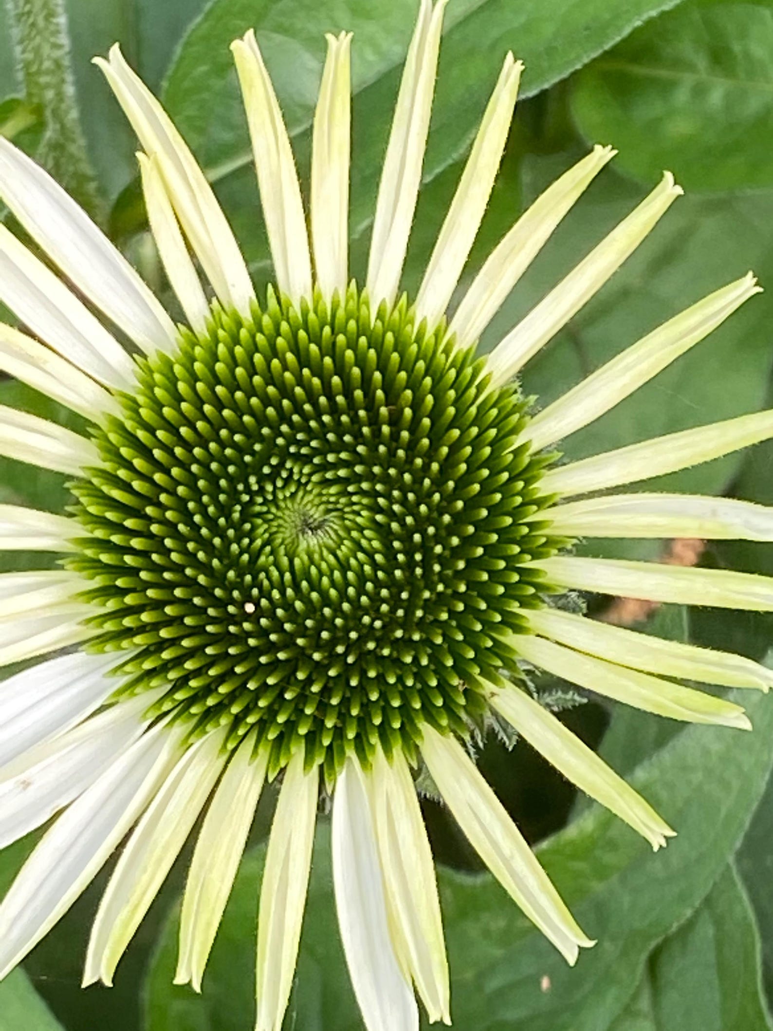 Coneflower Echinacea Pow Wow Flower Seed 50 - Etsy