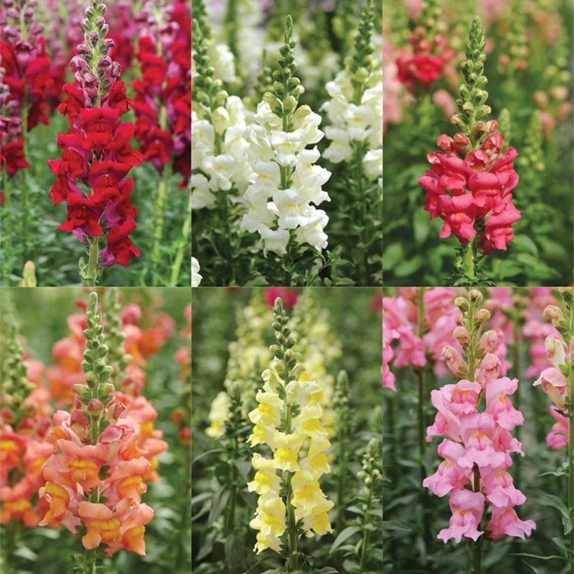 Snapdragon Butterflies Snapdragons Chantilly Summer Flame - Etsy UK