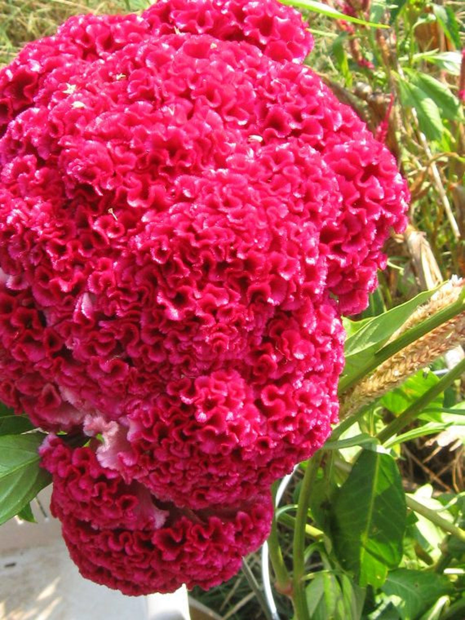 Celosia Cockscomb Giant Indiana Heirloom Seeds 25 - Etsy