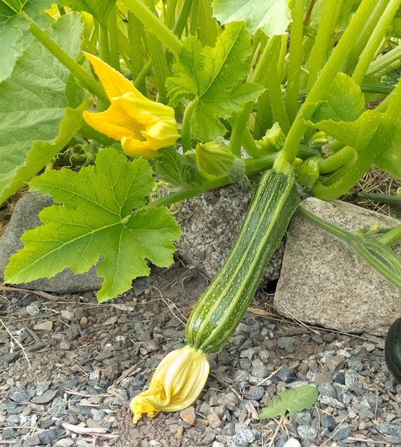 Zucchini Squash Costata Romanesca Heirloom Seed 25 | Etsy