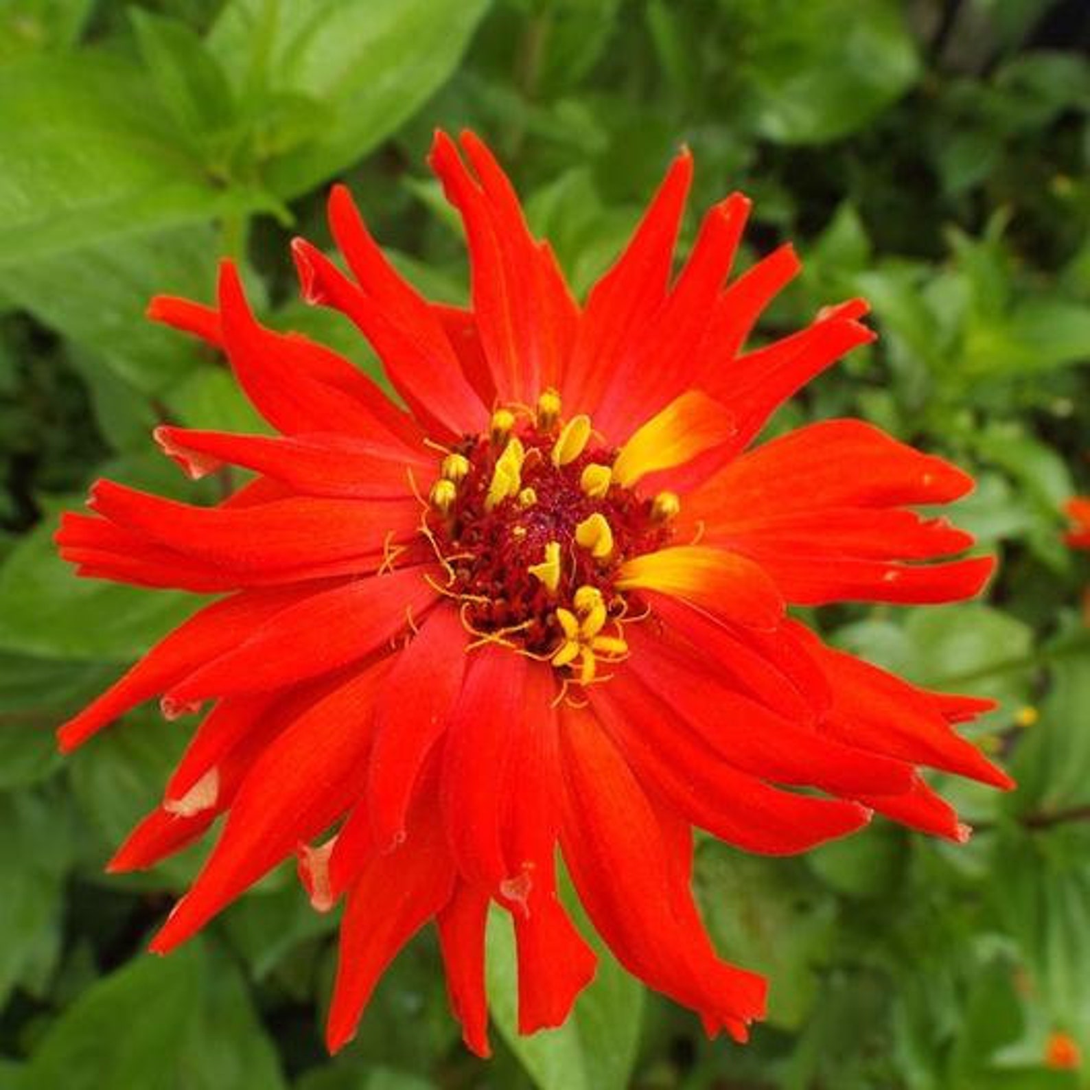 Zinnia Super Cactus Redman Heirloom Flower Seed 50 - Etsy