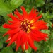 Zinnia Super Cactus Redman Heirloom Flower Seed 50 - Etsy