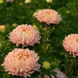 Aster Tower Custom Mix Sees 50 - Etsy