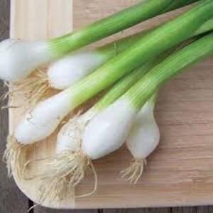 Onion Tokyo Long White Heirloom Seed 100 - Etsy
