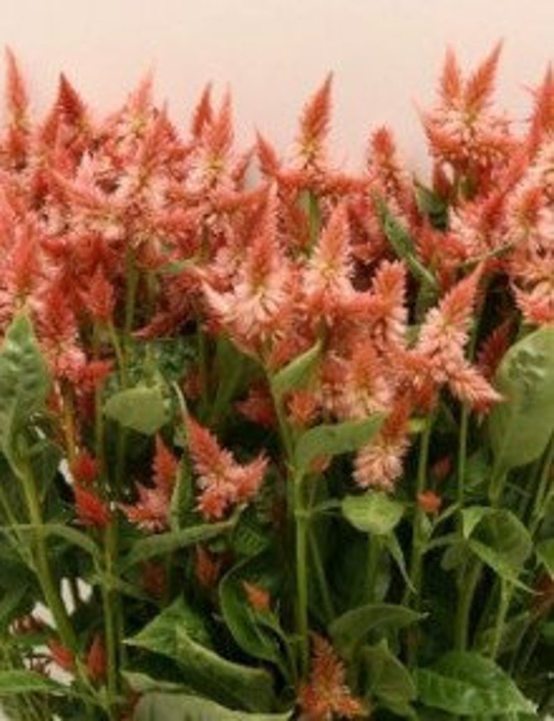 Celosia Celway Terracotta Seed 25 | Etsy