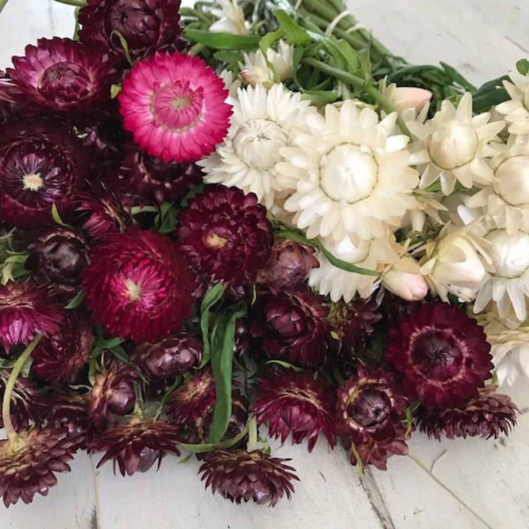 Strawflowers Purple Red Seed 75 - Etsy UK