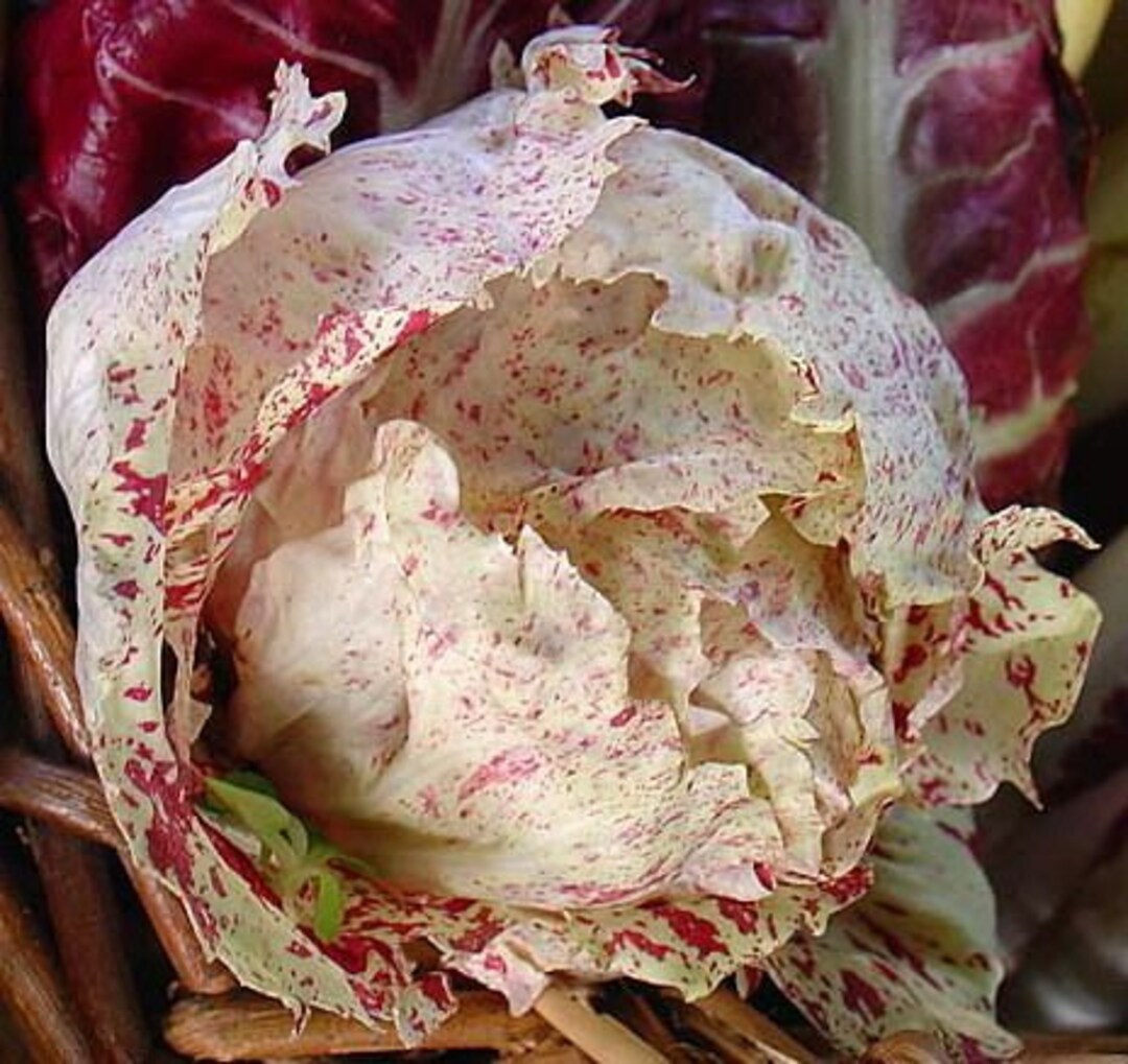 Castelfranco Heirloom Seeds 25 - Etsy