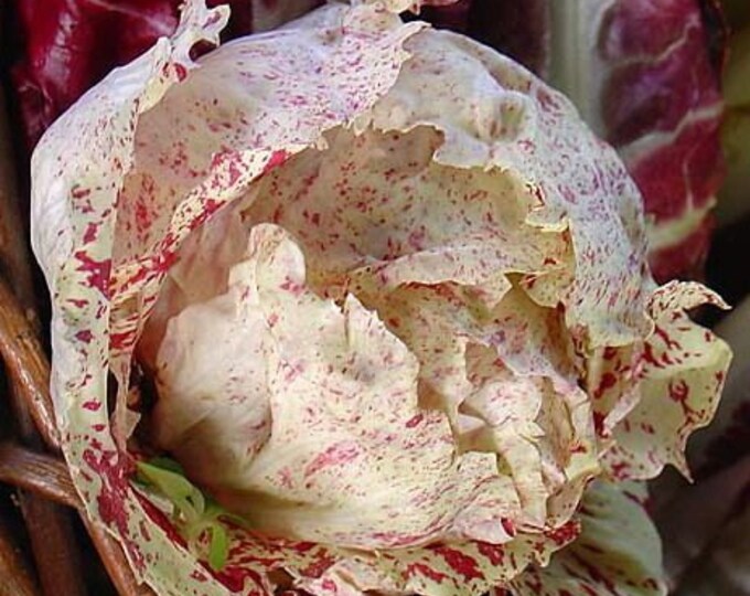 Castelfranco Heirloom Seeds 25 - Etsy