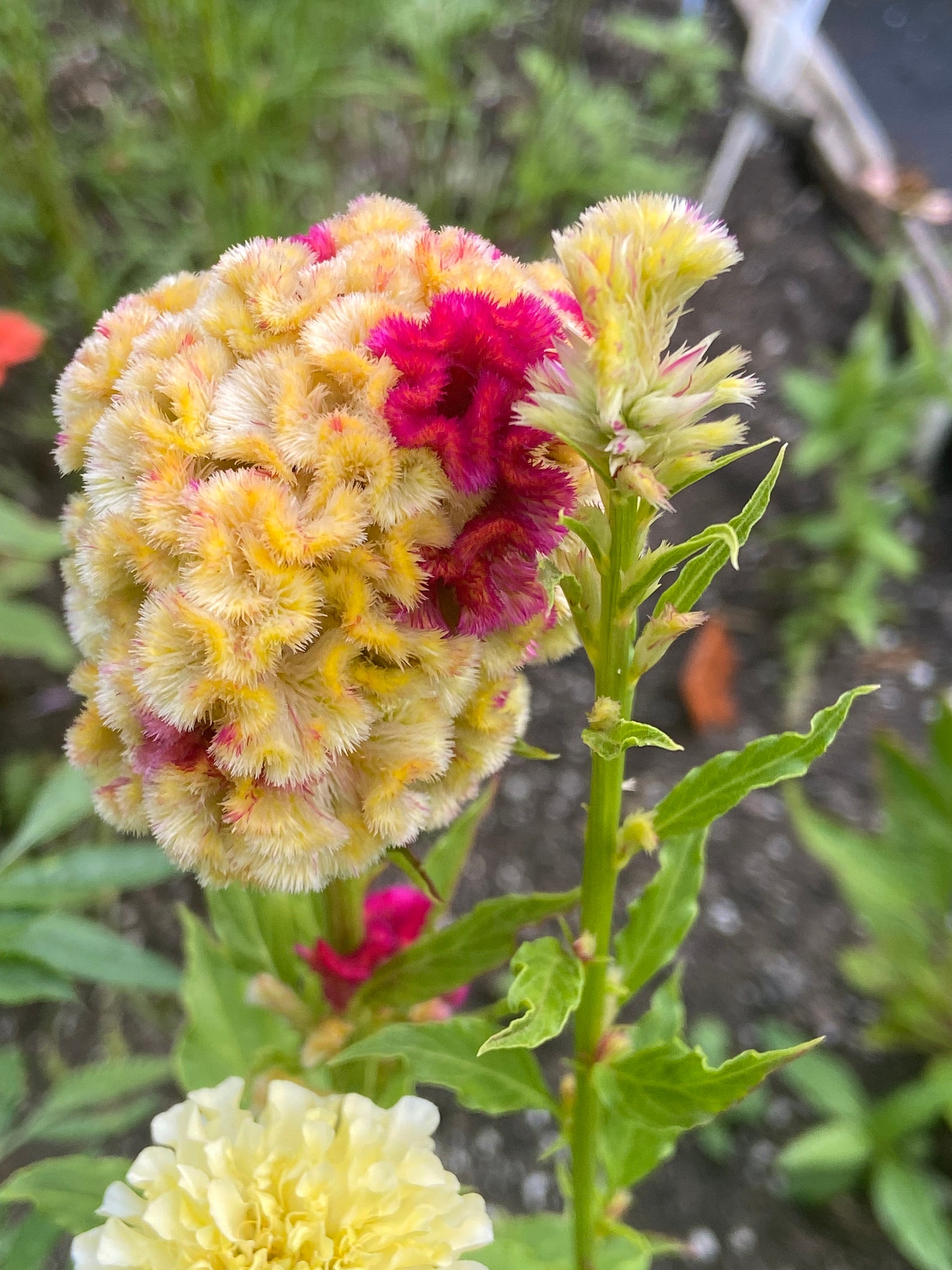 Celosia Cockscomb Variegated Heirloom Seeds 50 - Etsy