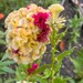 Celosia Cockscomb Variegated Heirloom Seeds 50 - Etsy
