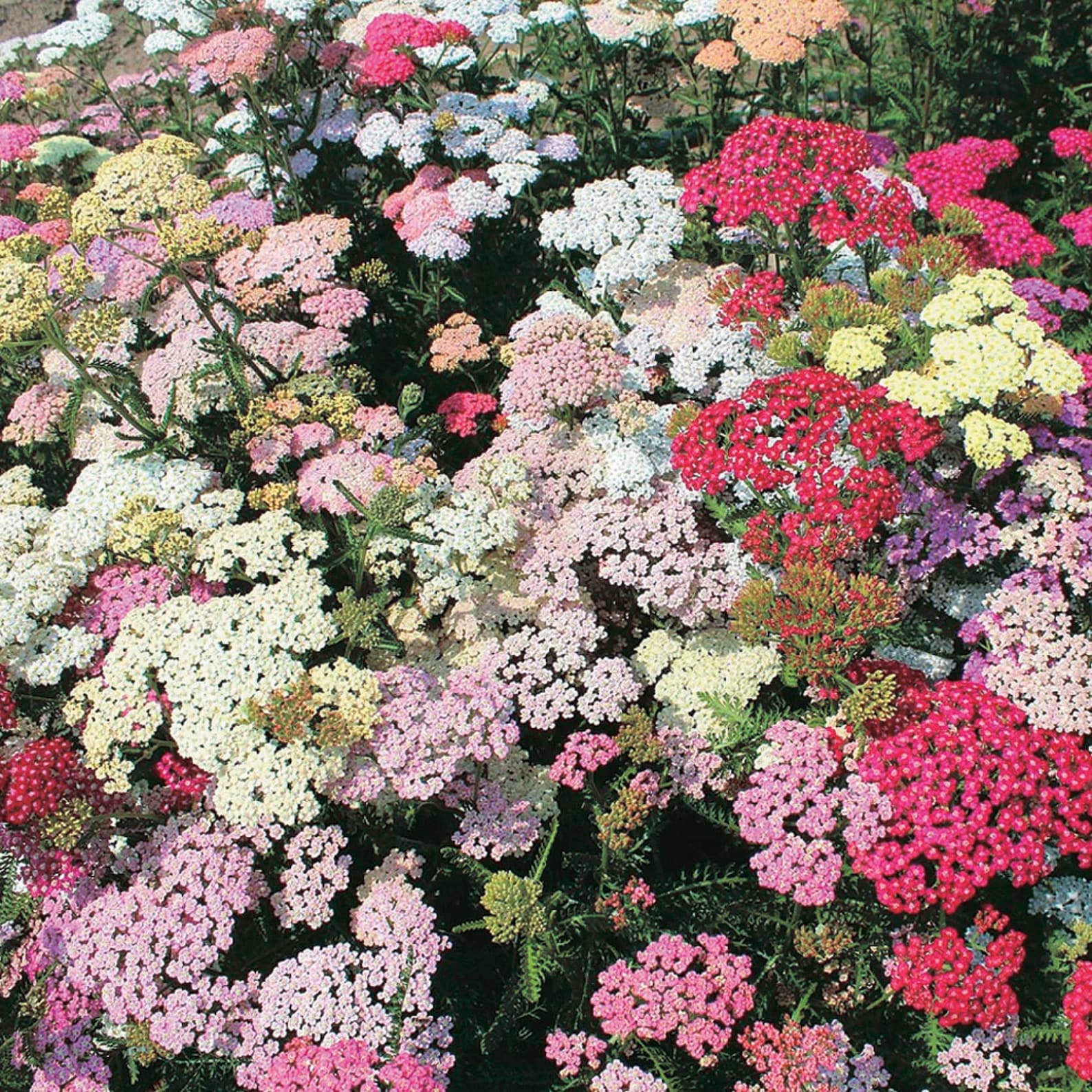 Yarrow Colorado Mix Heirloom Seeds 25 - Etsy