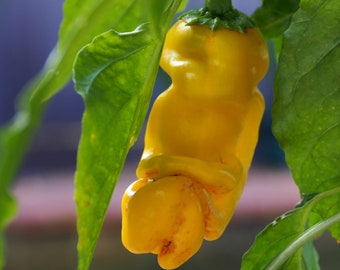 Yellow Peter Pepper Seeds - Etsy