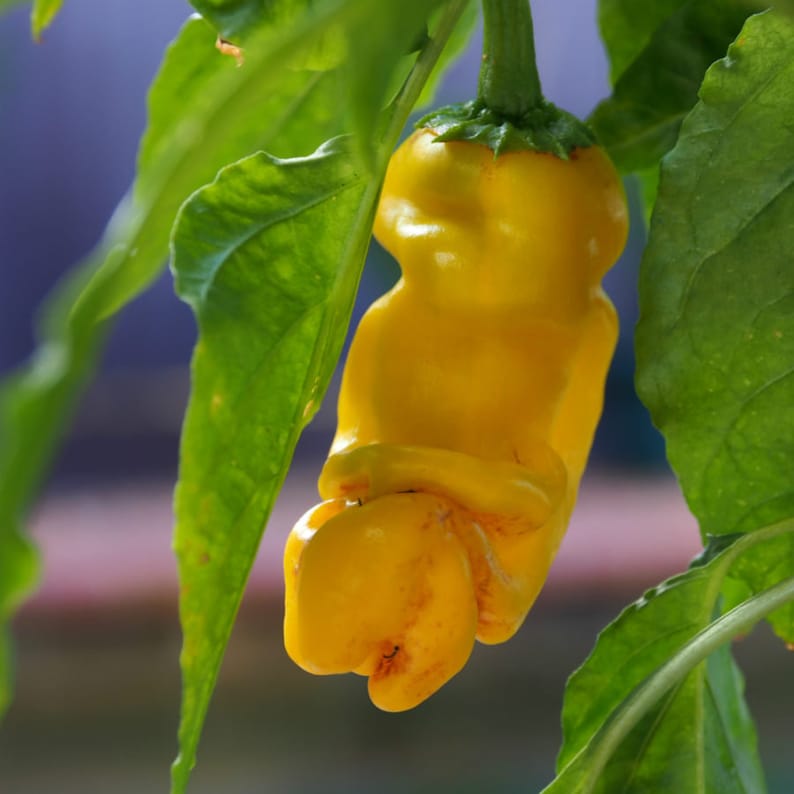 Pepper Yellow peter pepper seeds 10 | Etsy