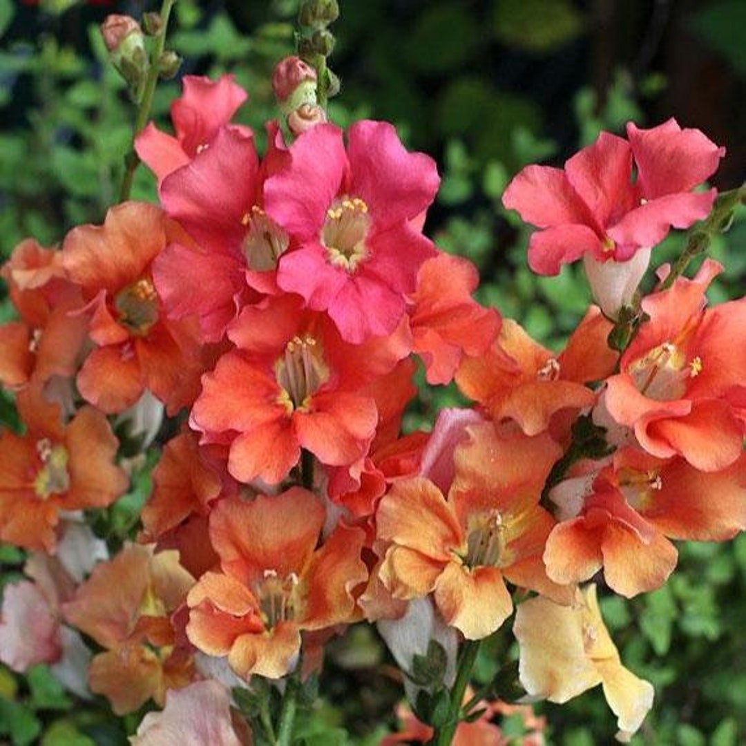 Snapdragon Chantilly Bronze Seed 20 - Etsy