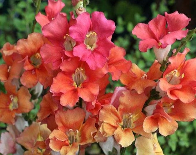Snapdragon Chantilly Bronze Seed 20 - Etsy