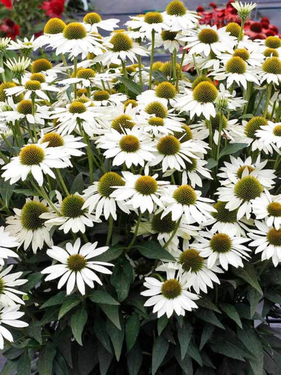 Coneflower Echinacea Pow Wow Flower Seed 50 - Etsy