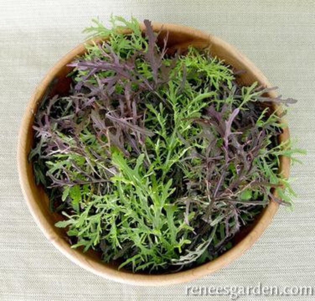Mustard Greens Ruby and Emerald Streaks Heirloom Seed 30 - Etsy