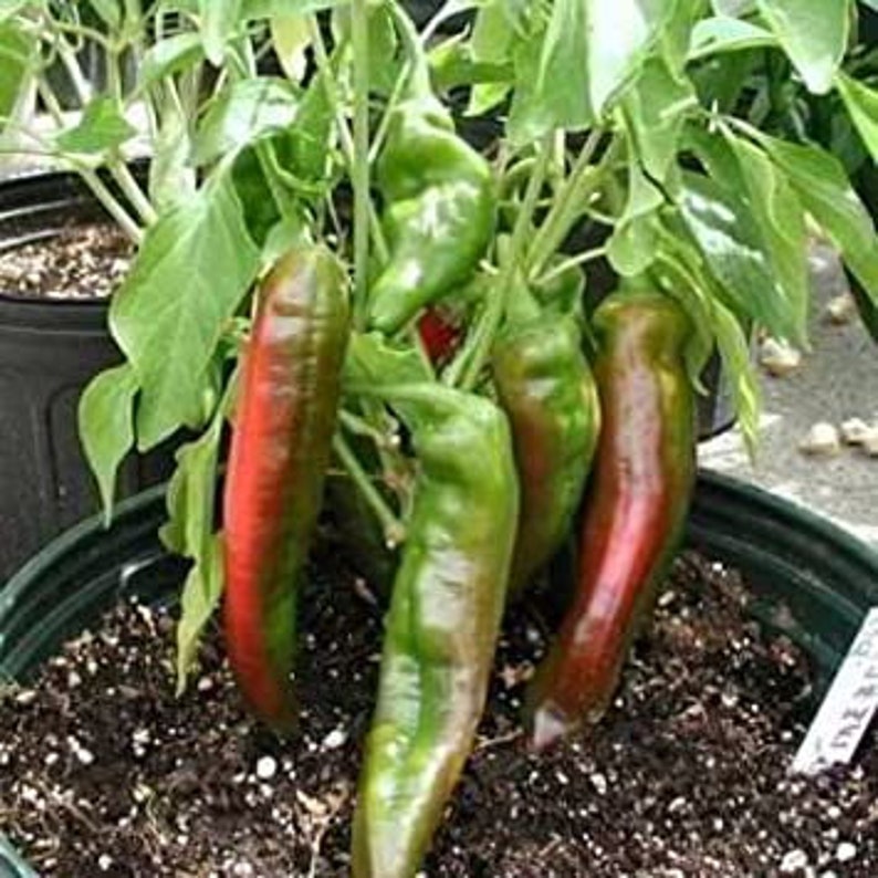 Pepper Georgia Flame Pepper Seeds 15 - Etsy