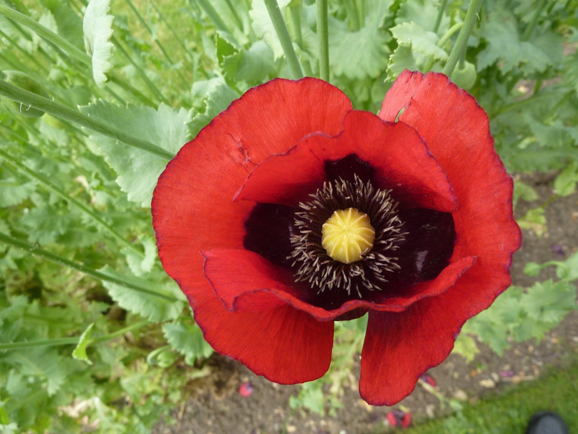 Poppy Turkish Red Organic Flower Seed 20 - Etsy