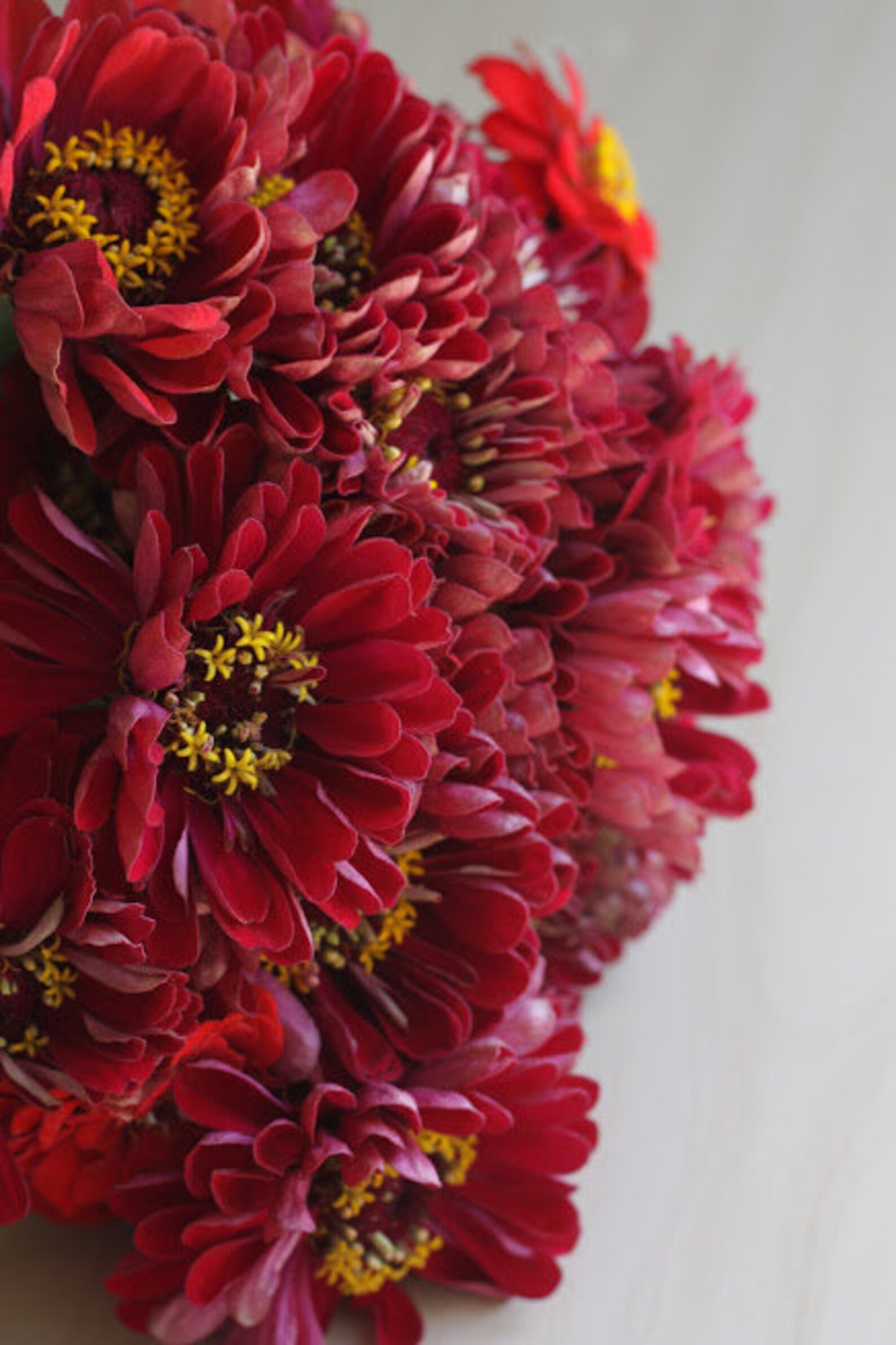 Zinnia Benarys Giant Deep Red zinnia seeds 25 | Etsy