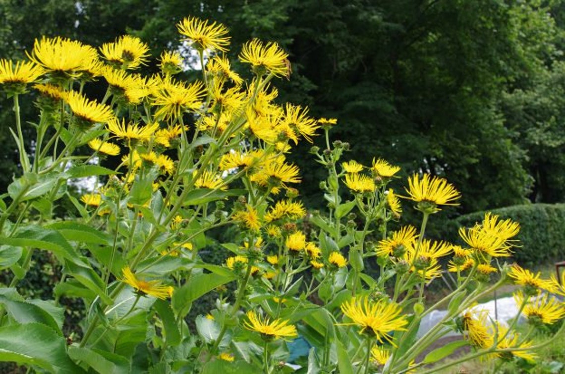 Helenium Inula Elecampane Organic Herb 10 - Etsy