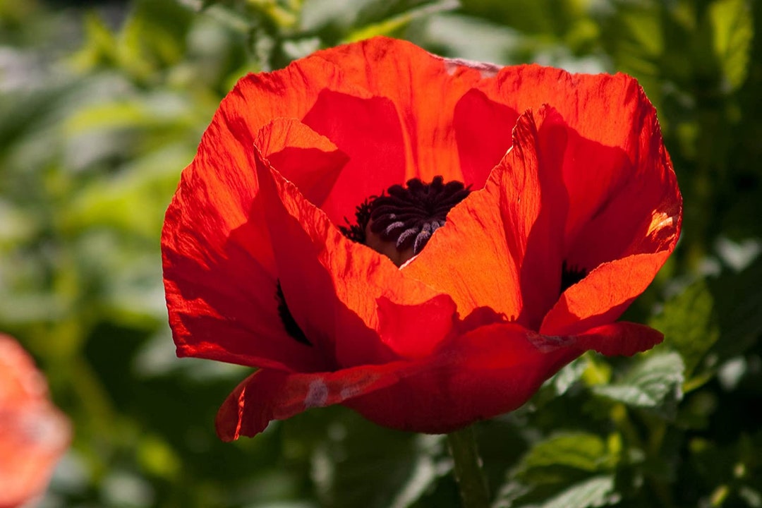 Poppy Turkish Red Organic Flower Seed 20 - Etsy