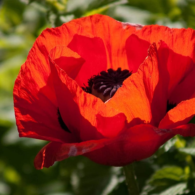 Poppy Flower Seeds - Etsy