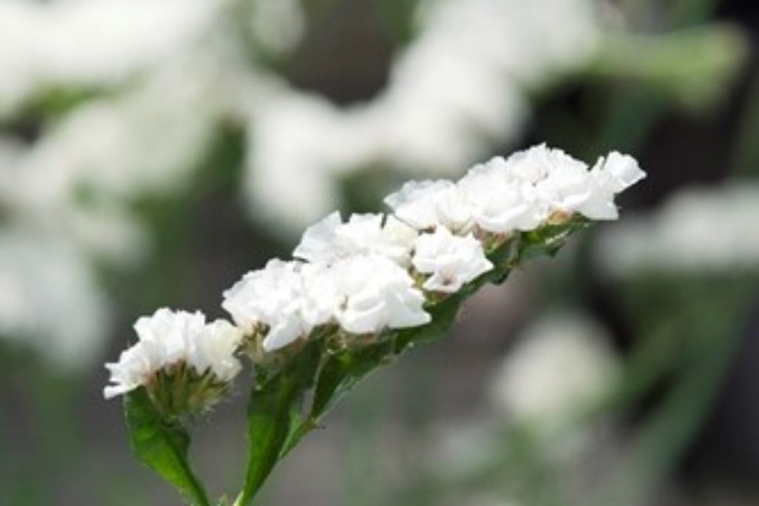 Statice Forever Silver Seed 25 - Etsy